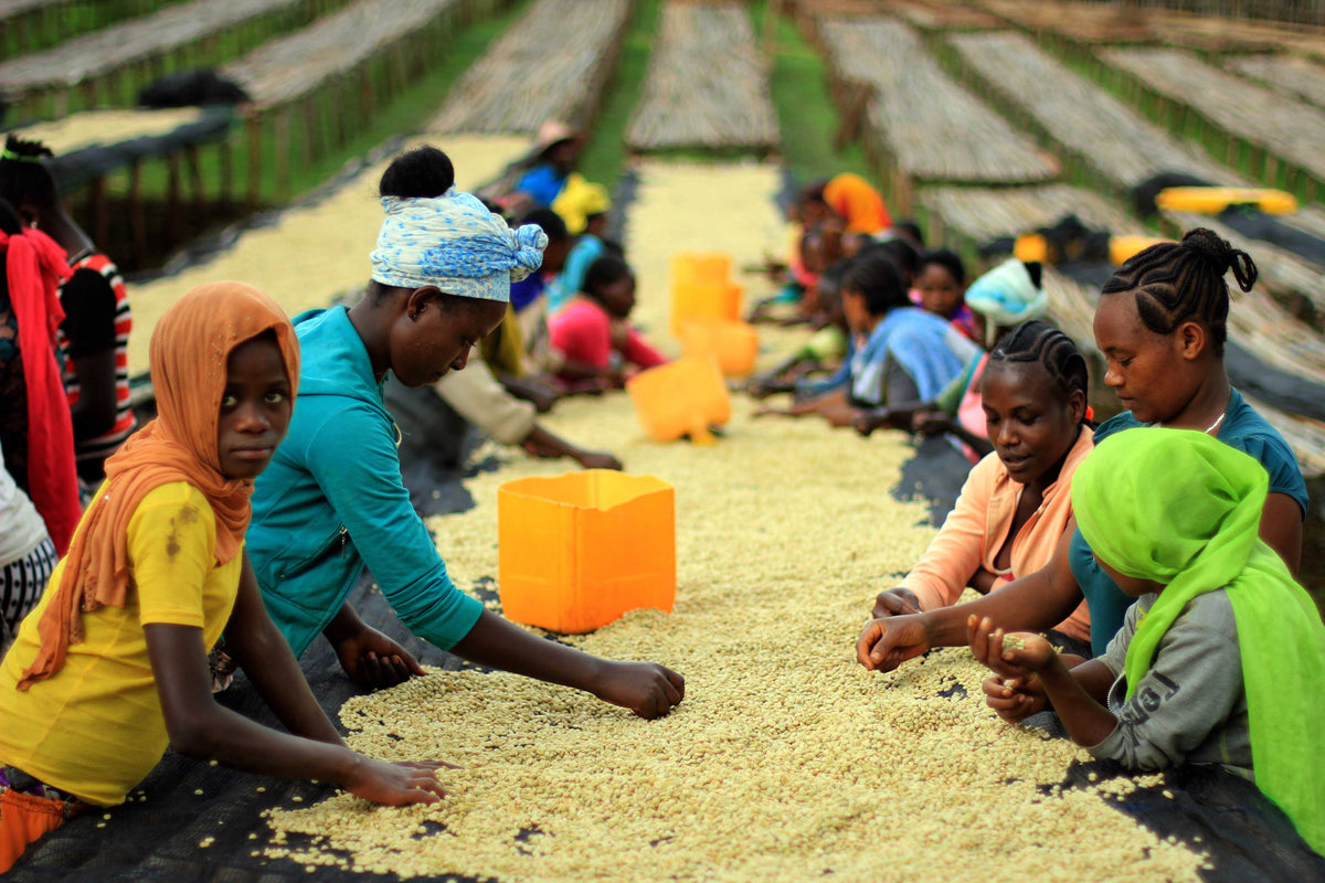 Ethiopian Kochere Yirgacheffe G1 Fully Washed - 500g – Coffee Compass